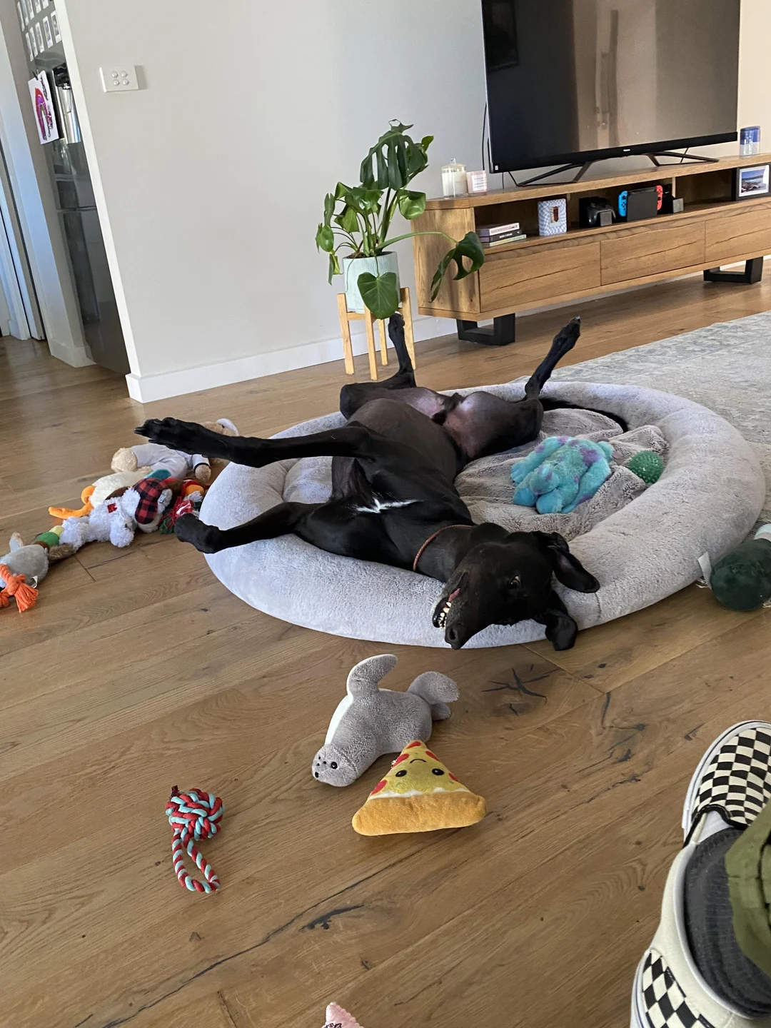 Rex. I’m complete flippin fluffed out | Scrolller