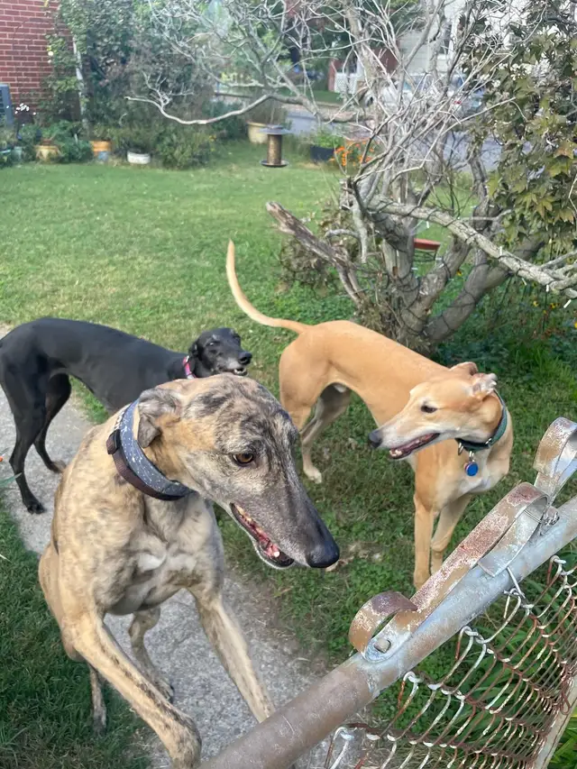 Three very happy hounds :) | Scrolller