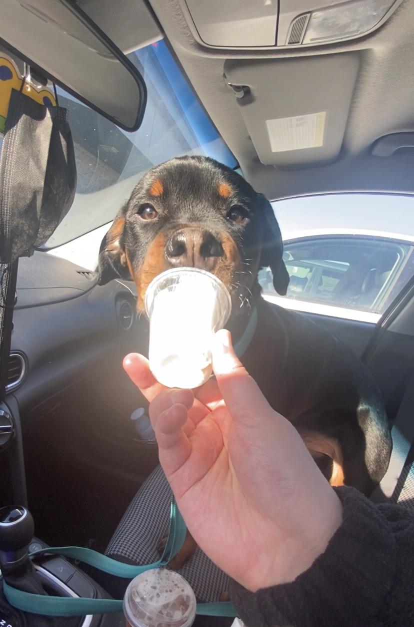 Peaches’s first pup cup | Scrolller