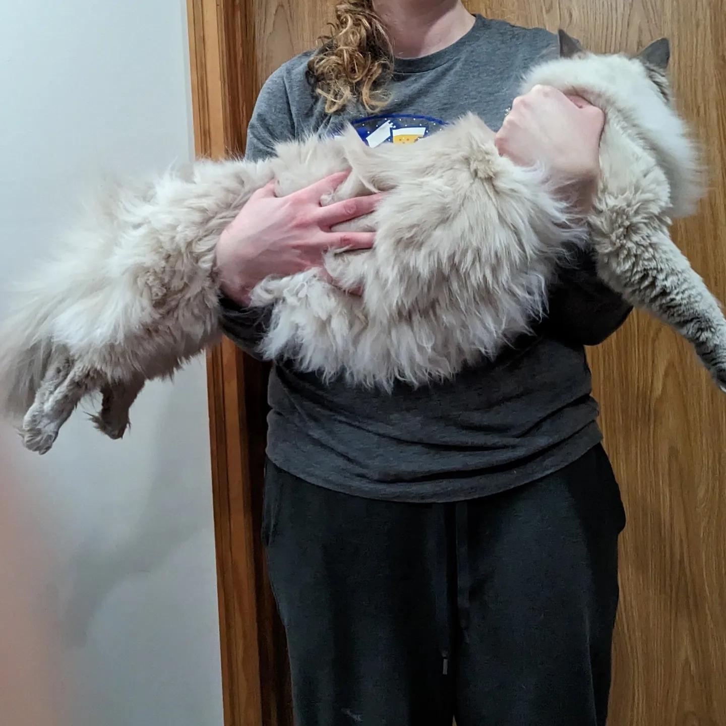 full bodied fluff (Ragdoll kitten) | Scrolller