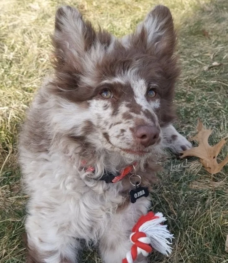 Meet the Mudi, a very rare type of dog | Scrolller