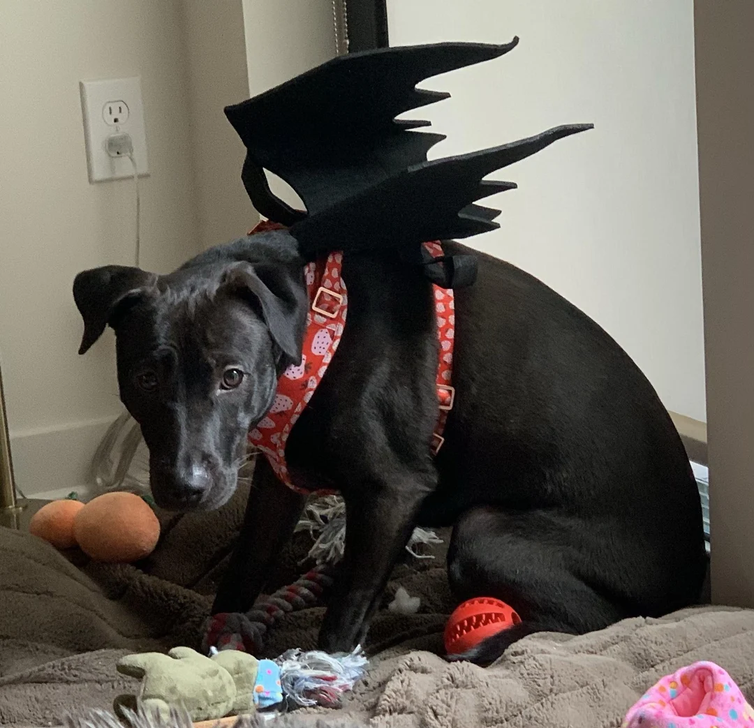 Fruit Bat | Scrolller