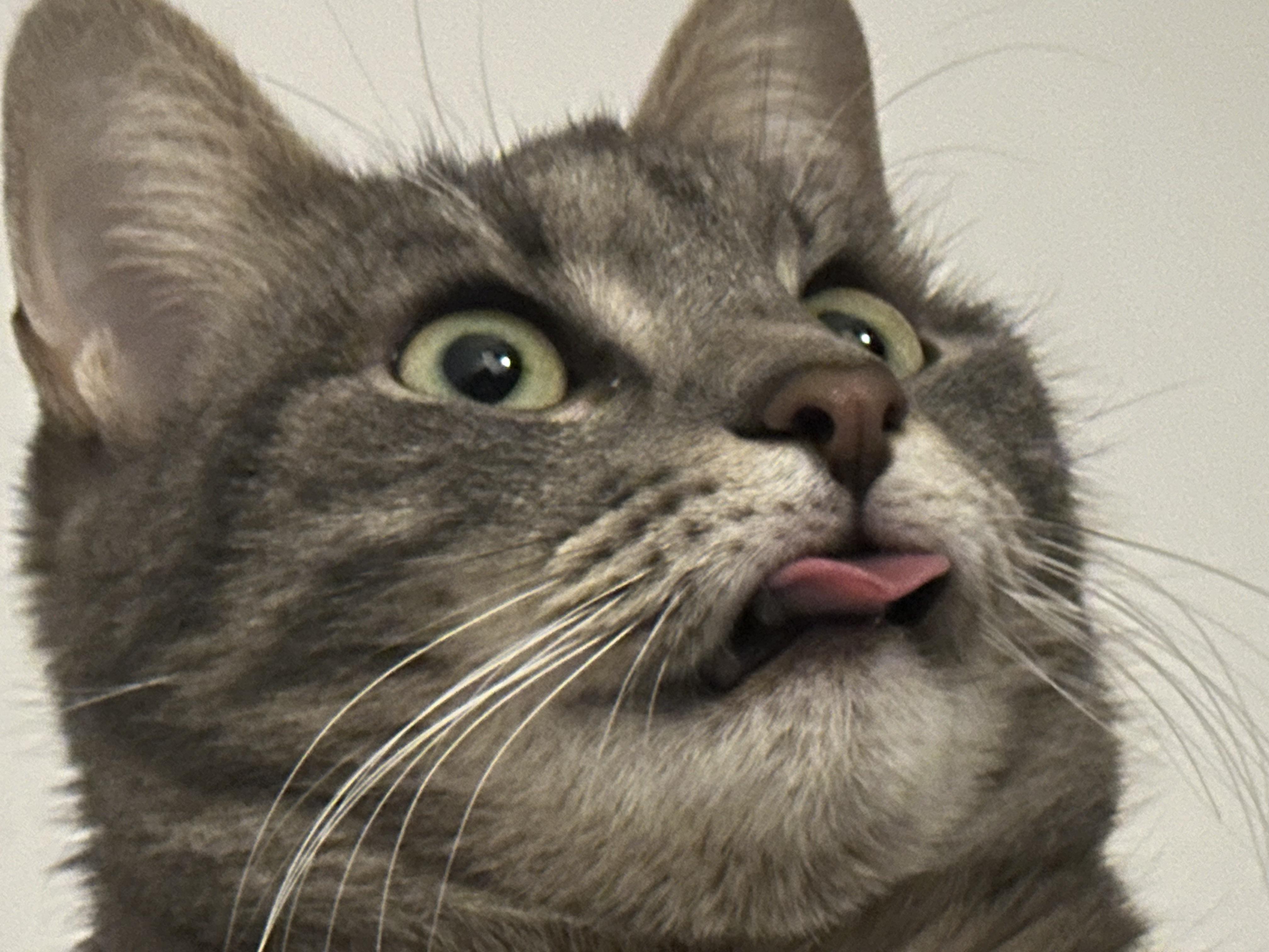 No thoughts Blep | Scrolller