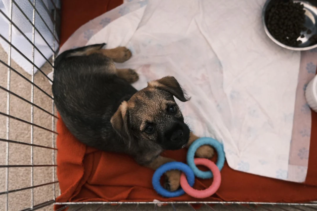 Douglas is home! | Scrolller