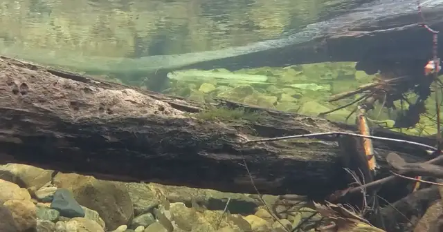 What’s attached to this fish? | Scrolller