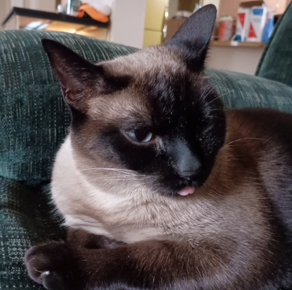 Blep | Scrolller