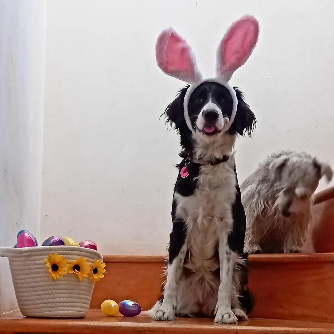 Henllo 👋 we're ready for Easter. | Scrolller