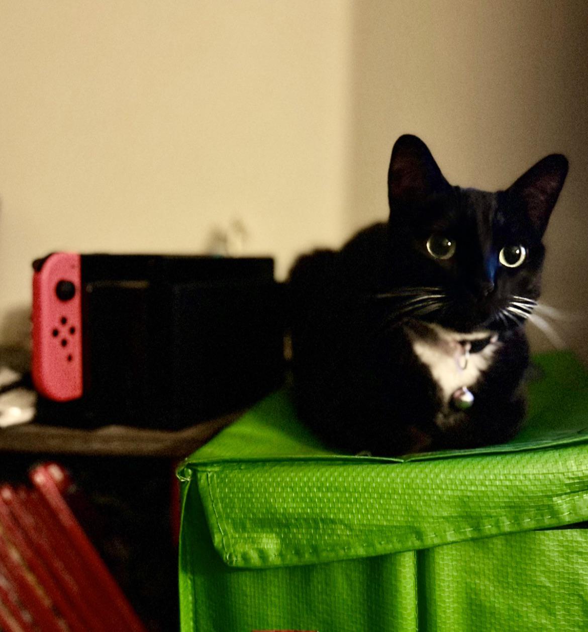 Luna’s body is roughly the size of a Nintendo Switch | Scrolller