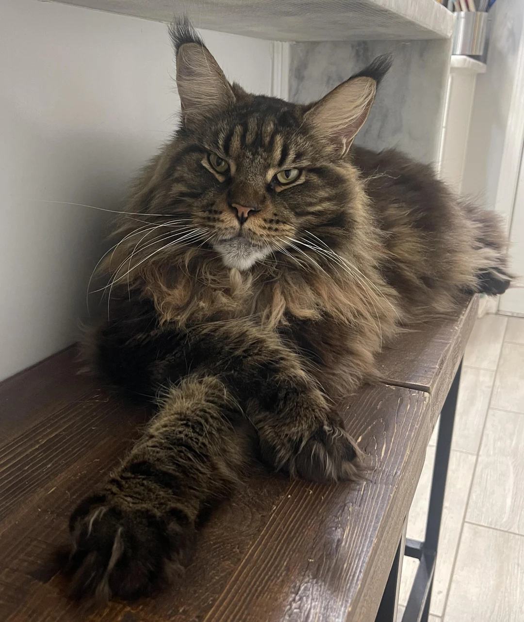 Distinguished gentleman | Scrolller