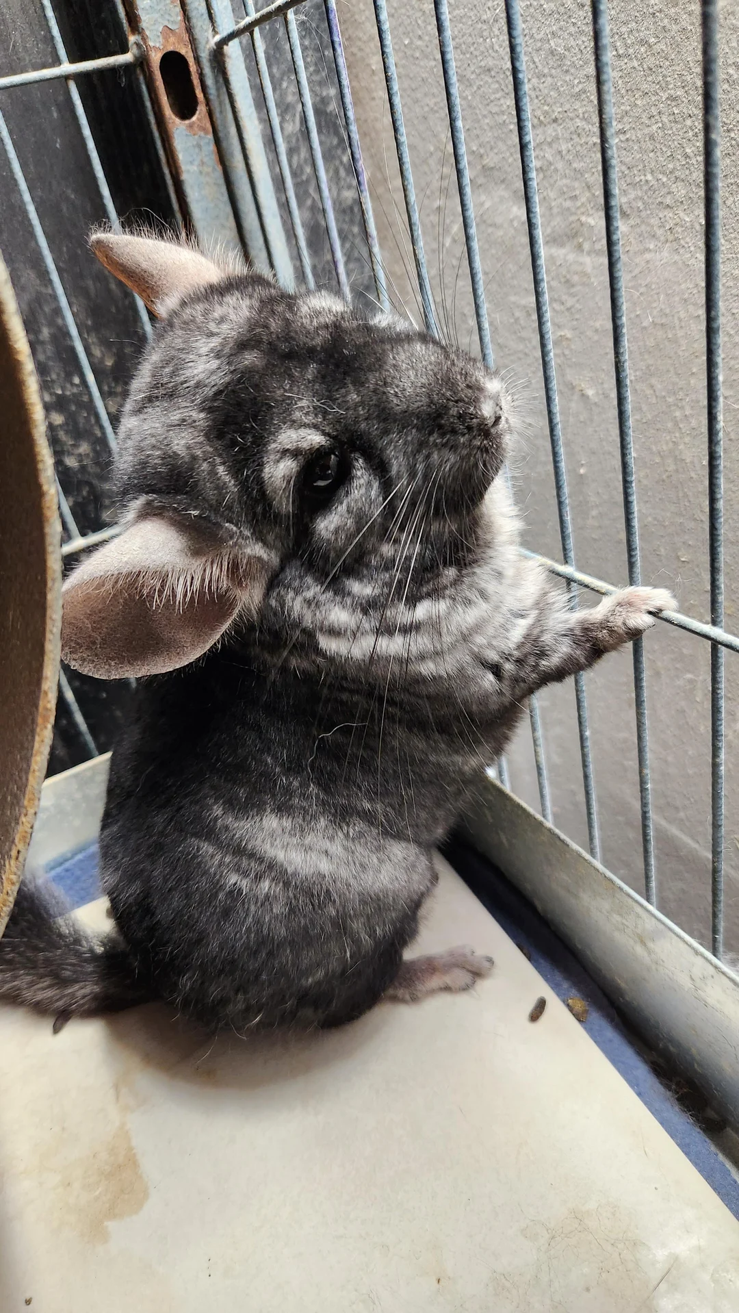 The drama of finding an exotic vet!! | Scrolller