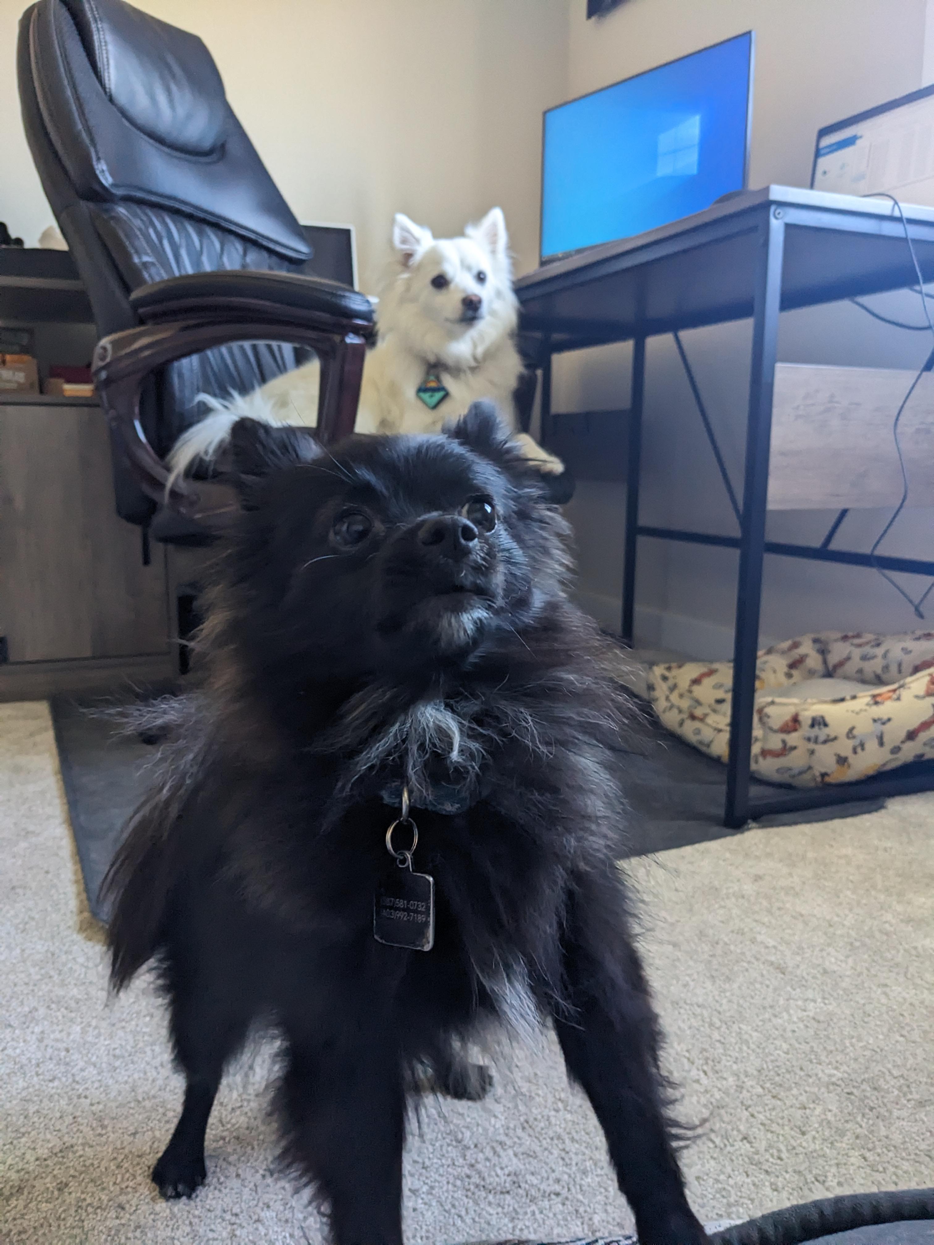 My coworkers Mio and Copilot (OC) | Scrolller