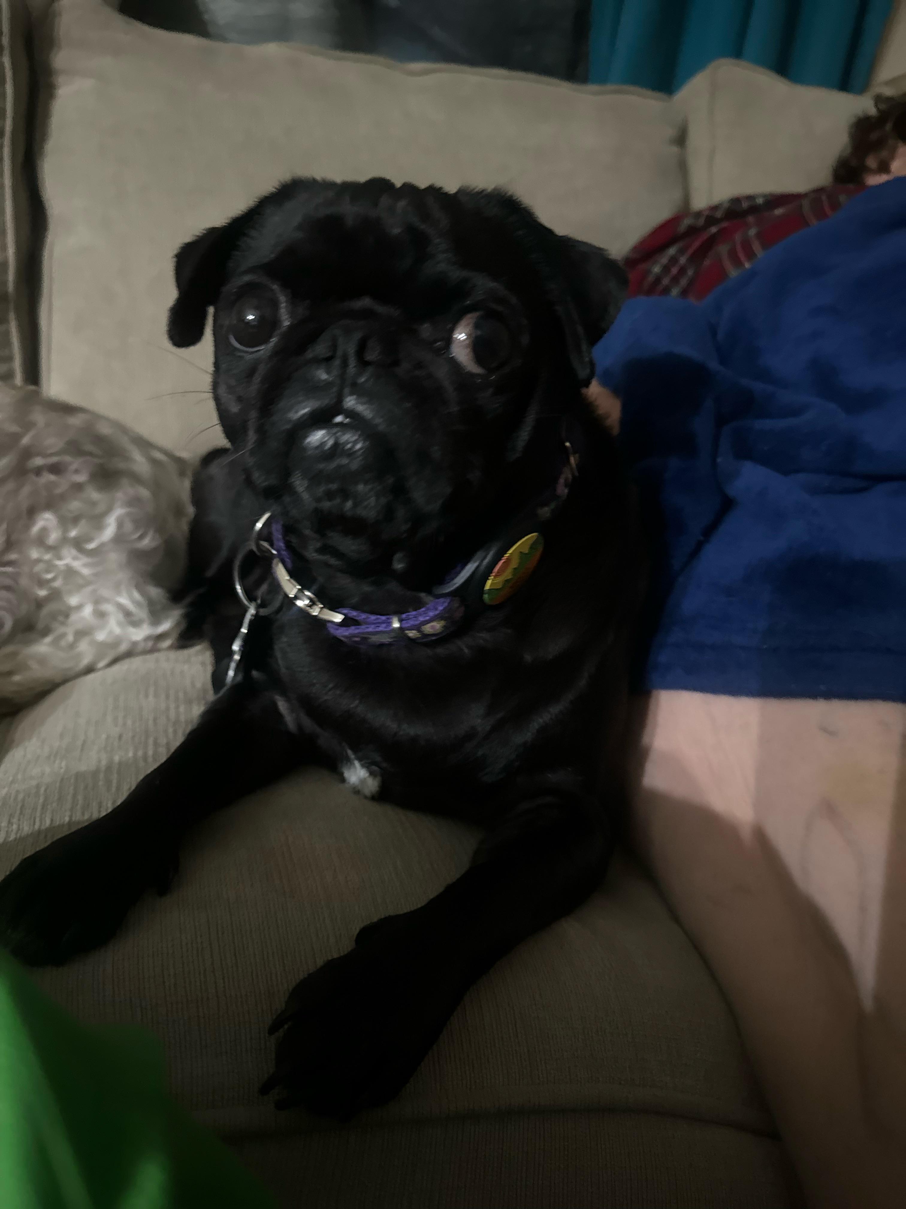 Introducing Violet Sparkle 💖💖 | Scrolller