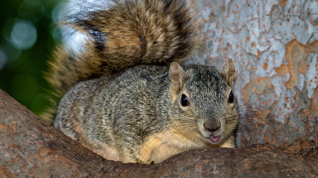 Squishy Squirrel | Scrolller