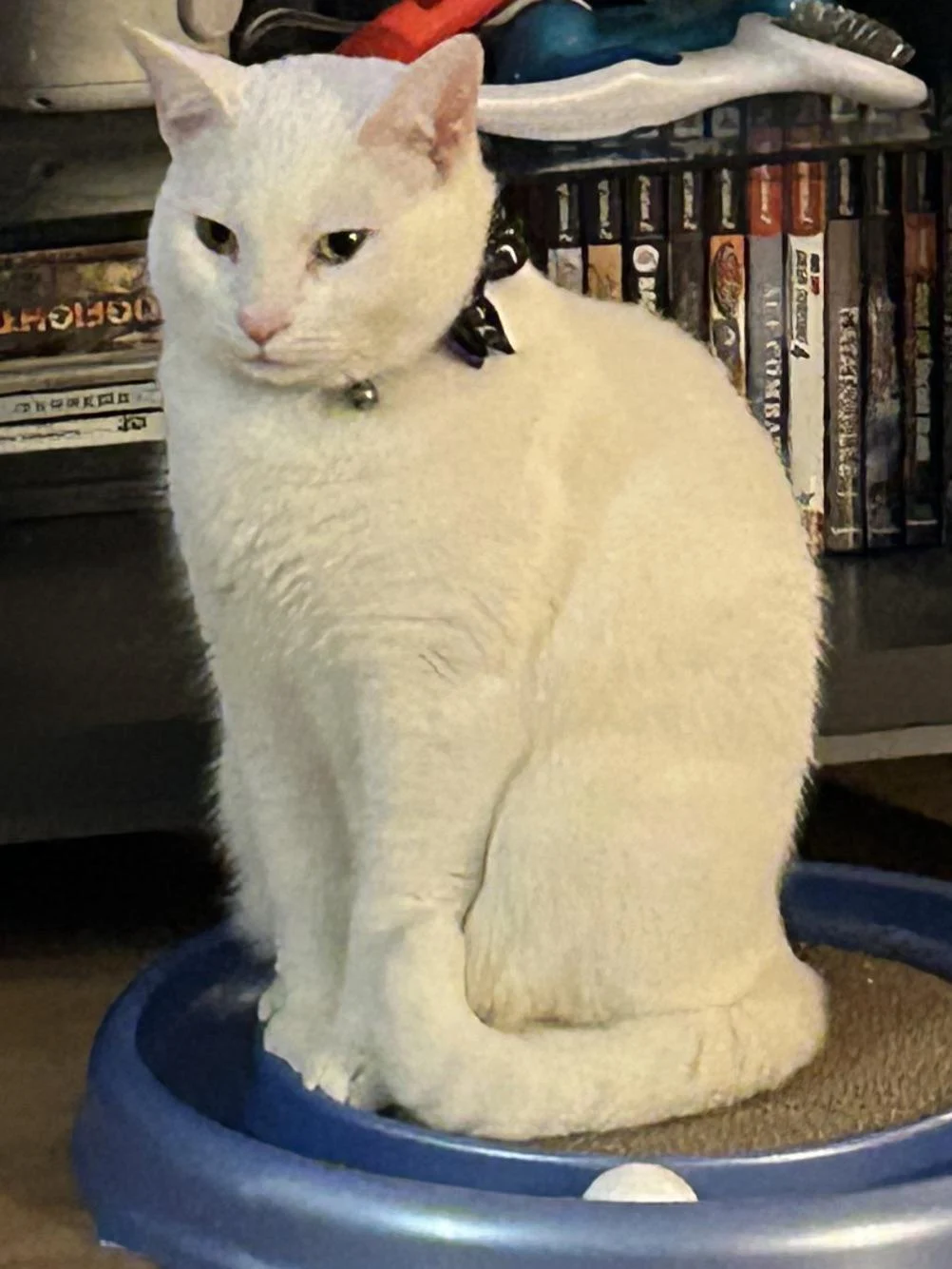 POV: kitty before catnip | Scrolller