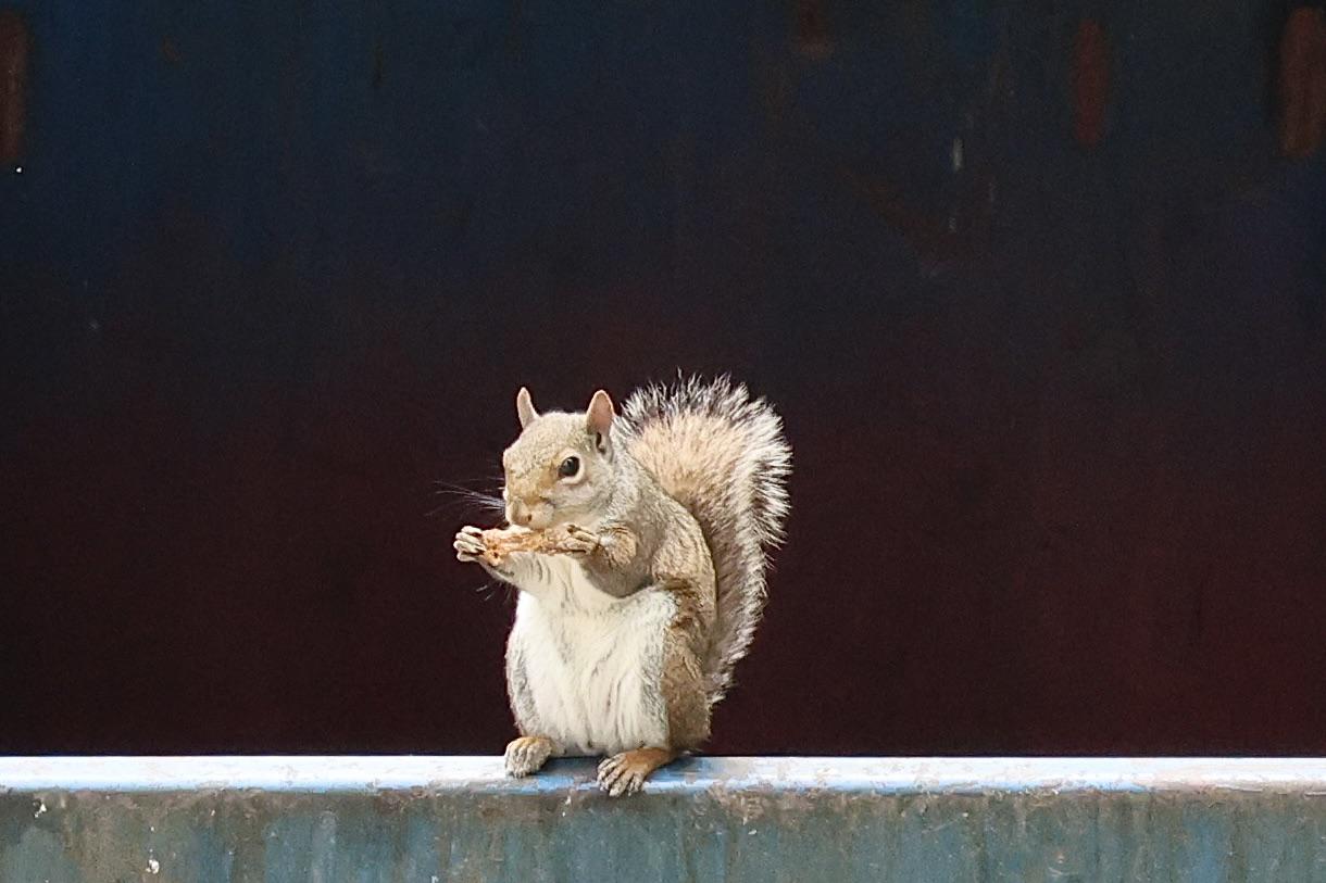 Discover more like Squirrels: Squirrel eating a wing and Related Content | Scrolller