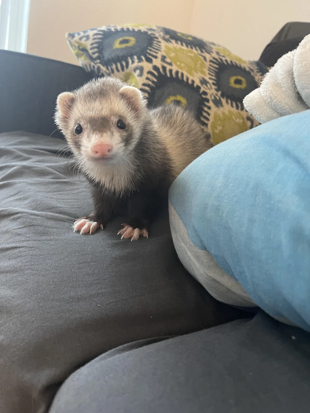 bean says “Hey!” | Scrolller