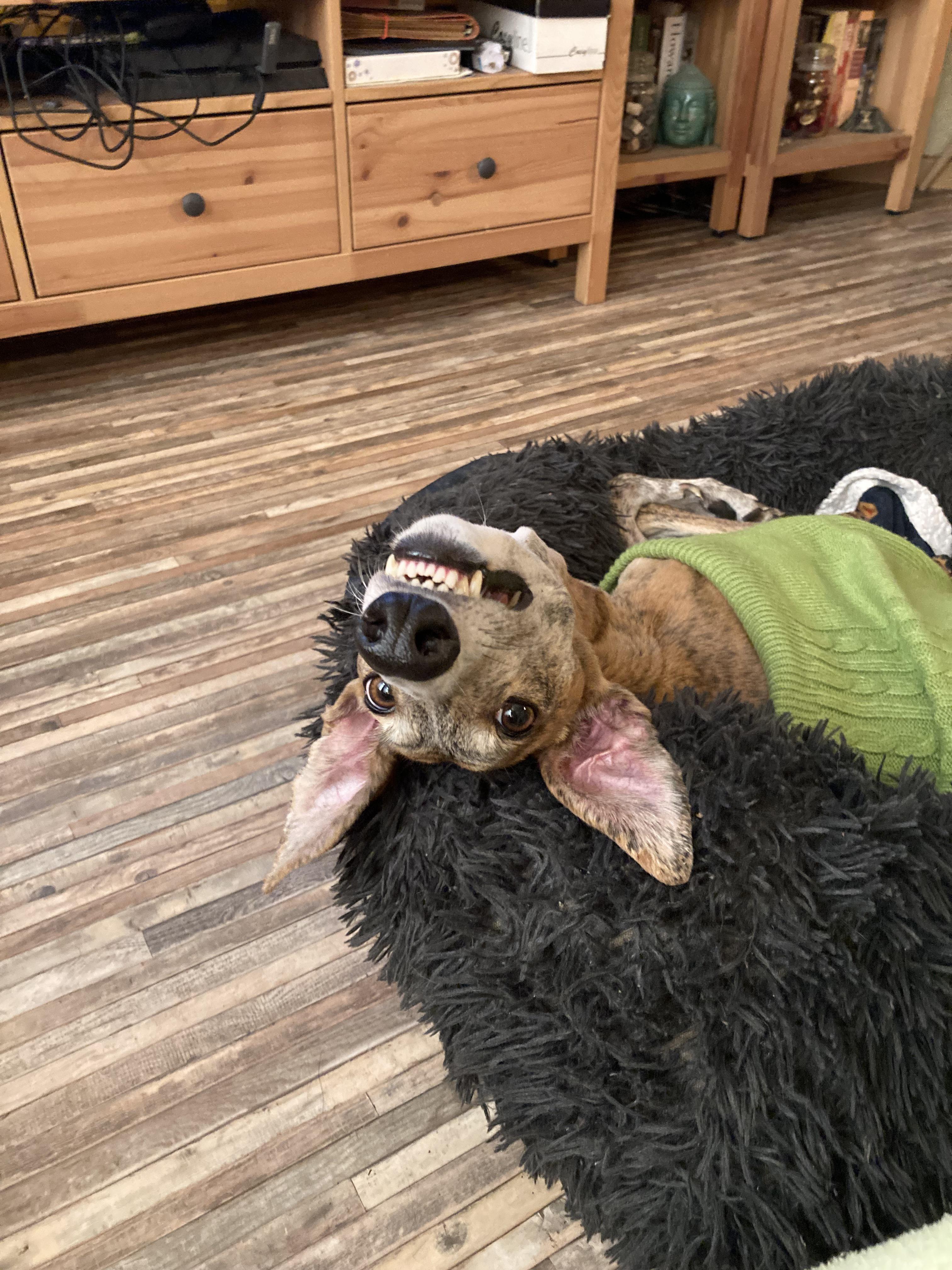 My derpy Poe | Scrolller