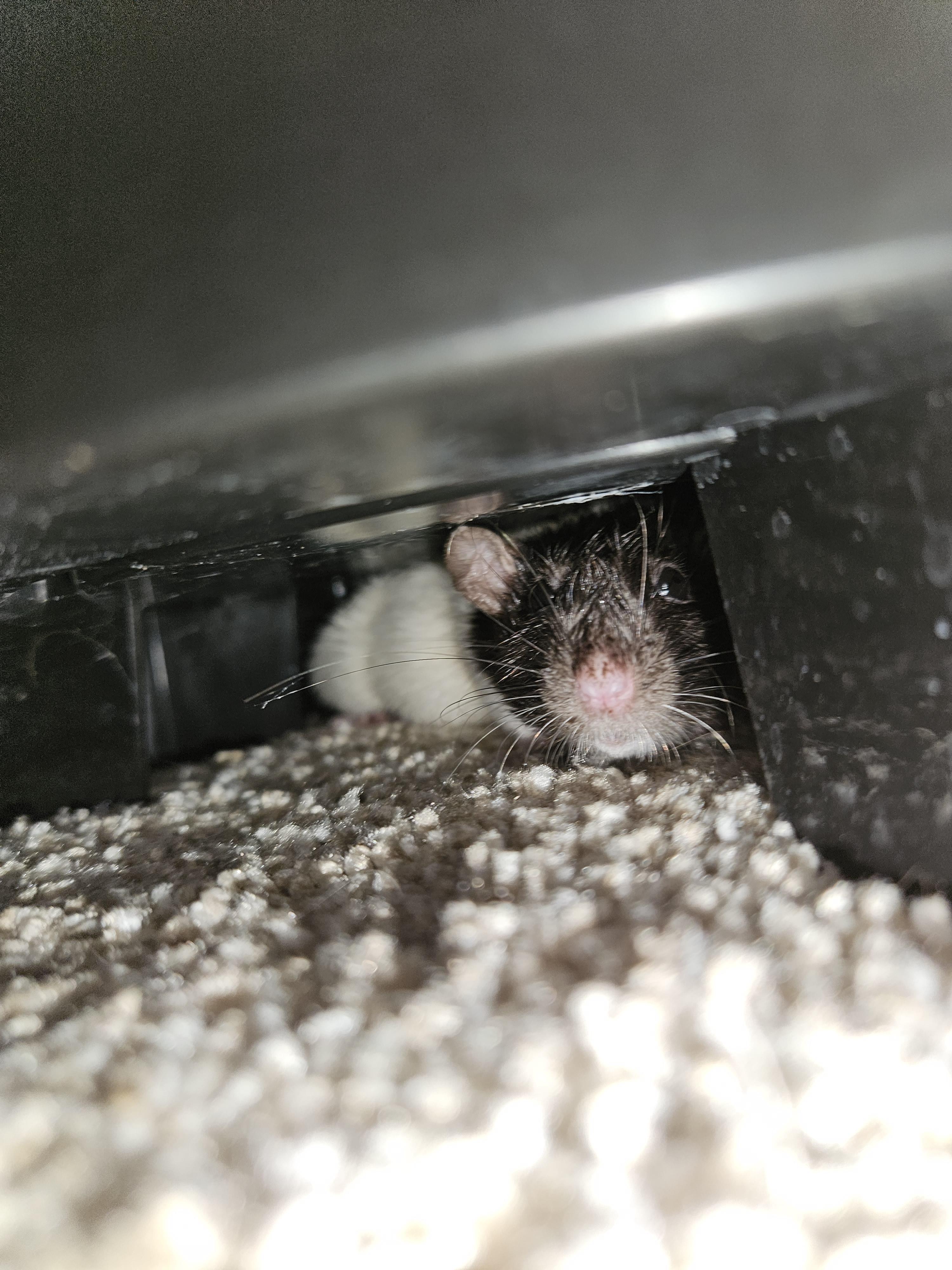 Update on my ratto that went up under the cabinet: I got her out, but she has escaped into my ...