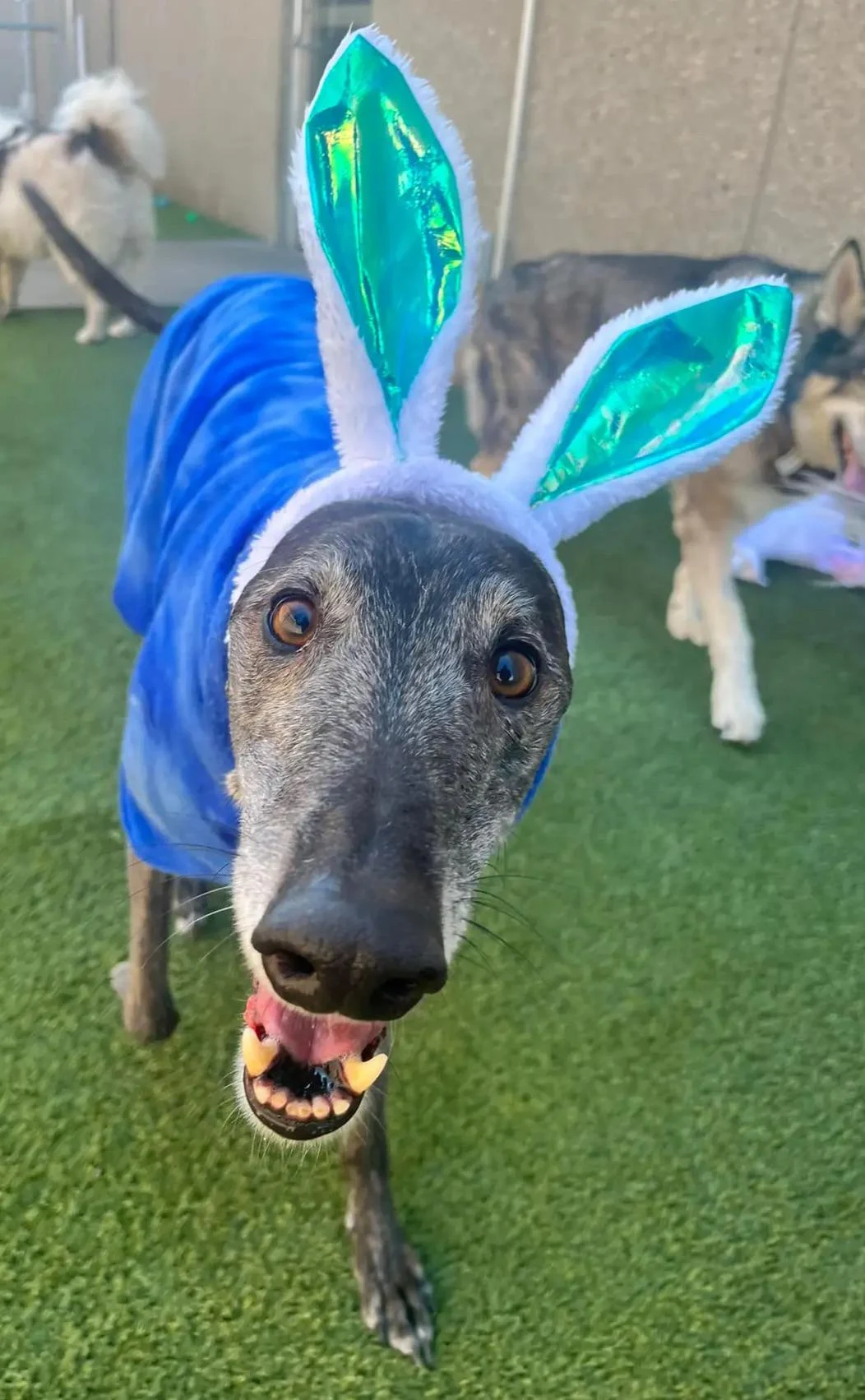 Solution to Lost Ears | Scrolller