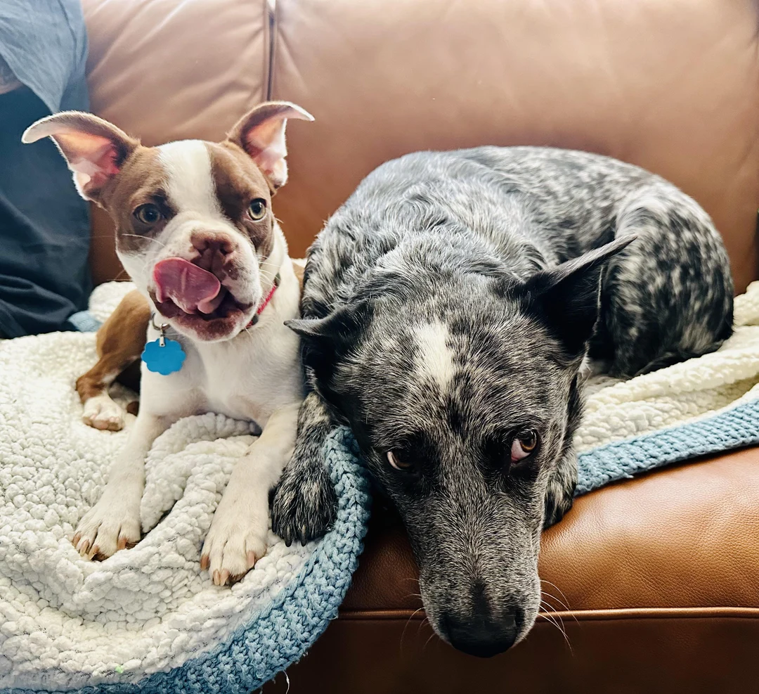 Please look at my dogs. | Scrolller