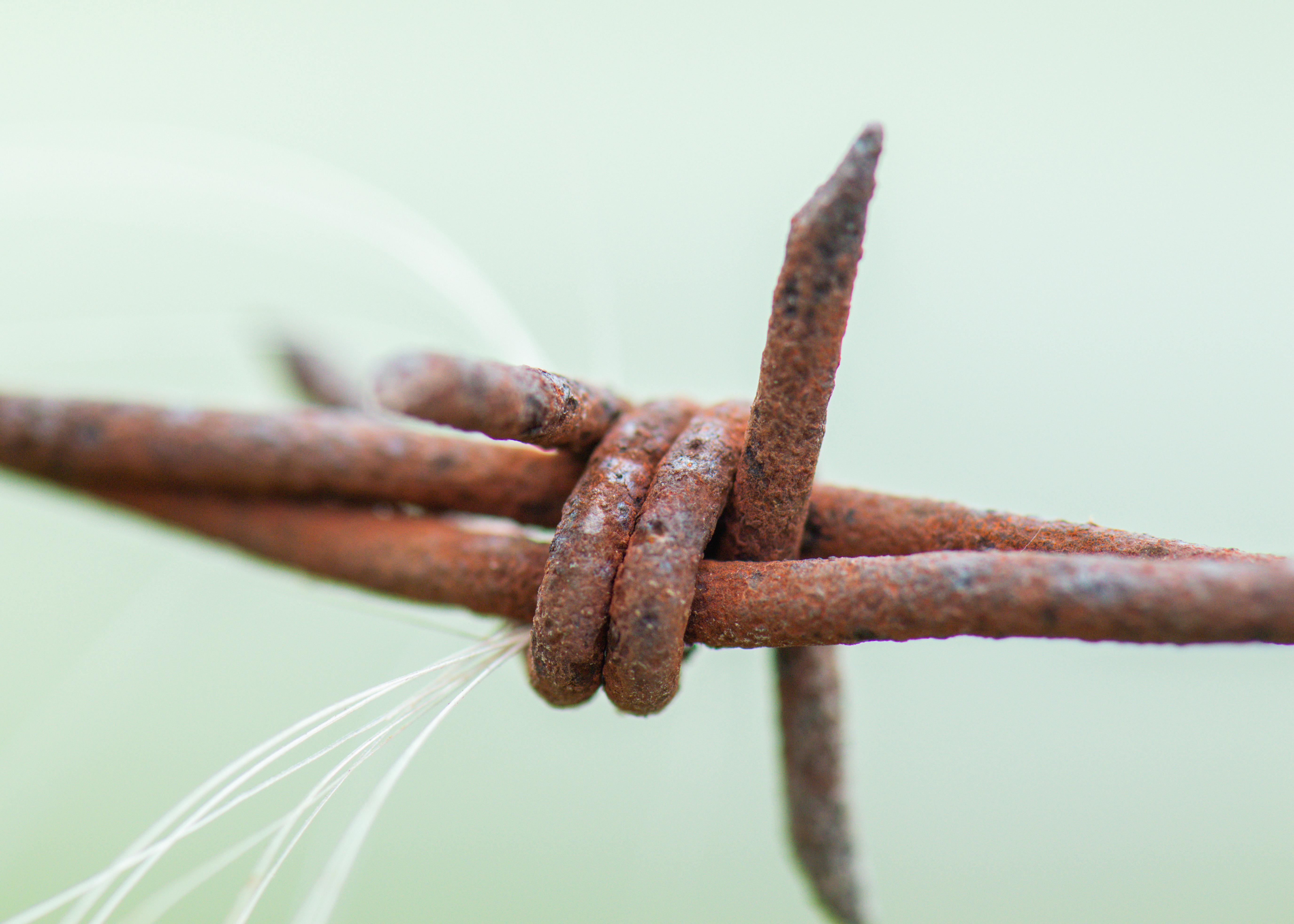 Rusted barbed wire fence with some horse hair in it. I like the texture of the metal a lot ...