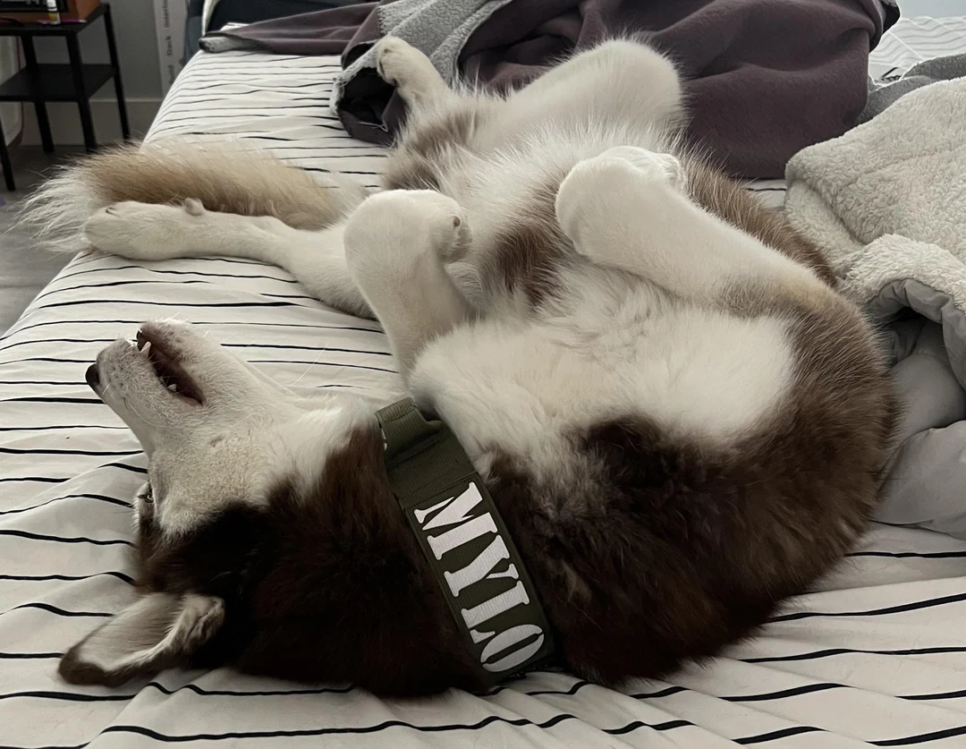 Standard issue husky. | Scrolller