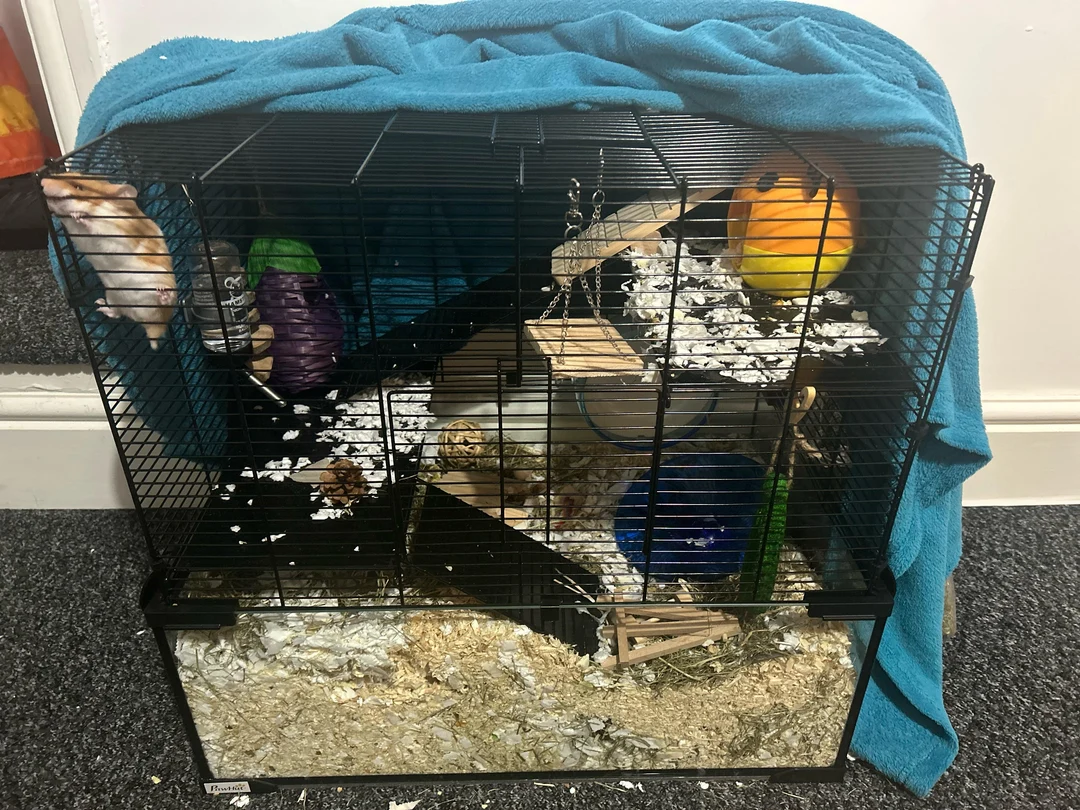 Help needed.. | Scrolller