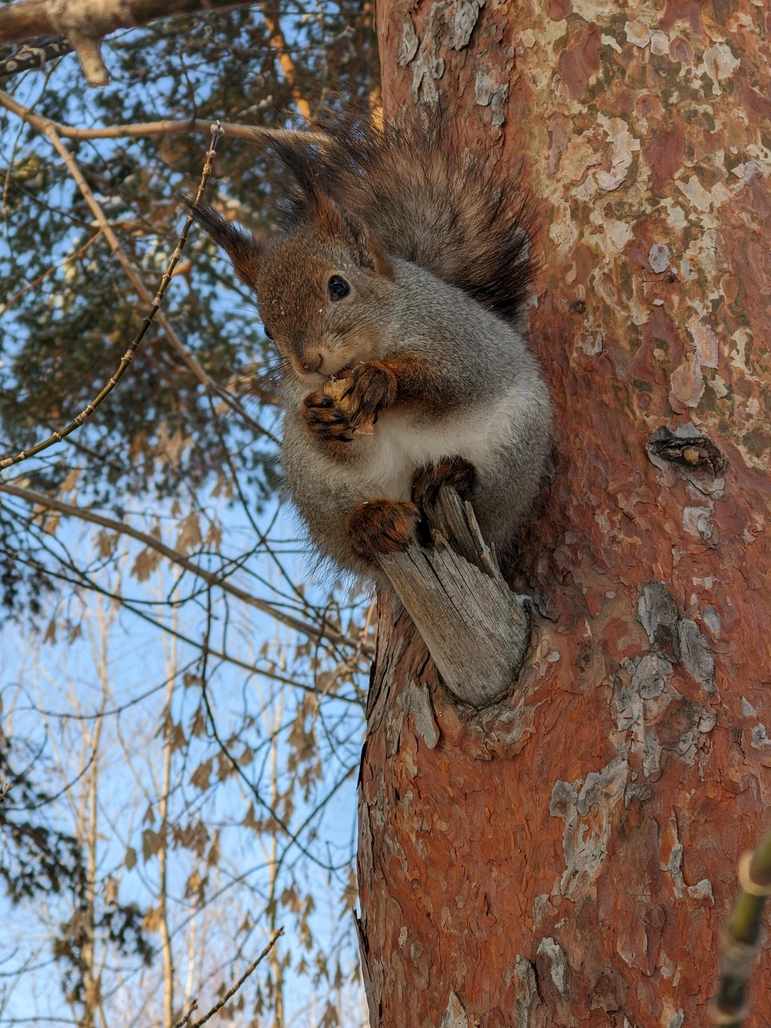 Winter squirrel | Scrolller
