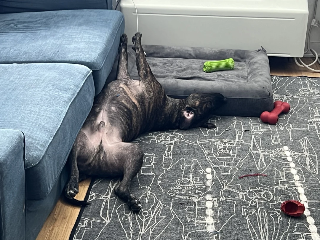 Sam doing his daily factory reset | Scrolller