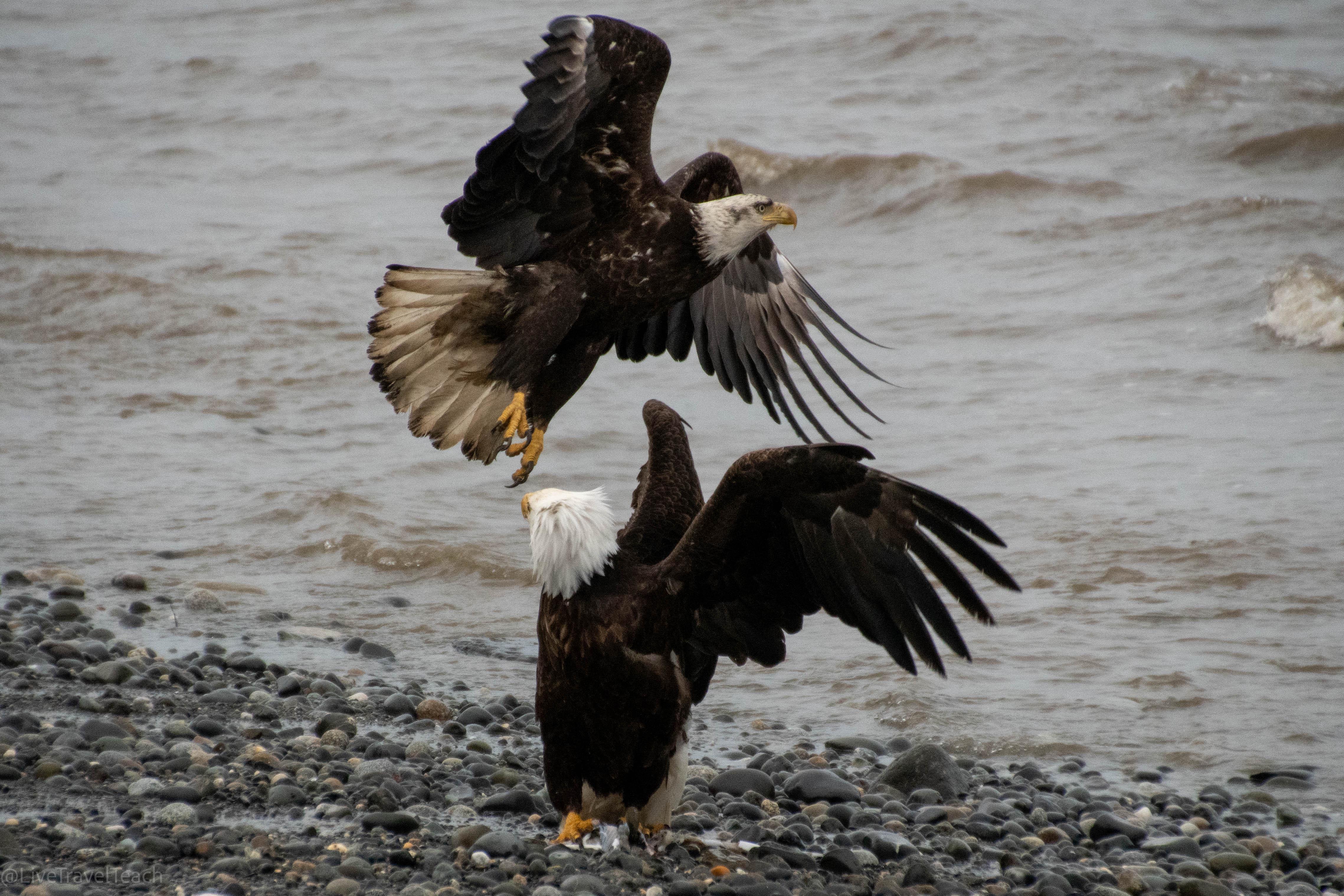 Two Bald Eagles taking off on the Kenai Peninsula, Alaska | Scrolller