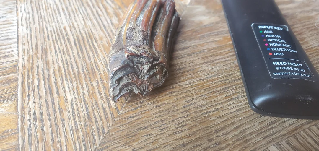 fossilized horse tooth? NE Ohio | Scrolller