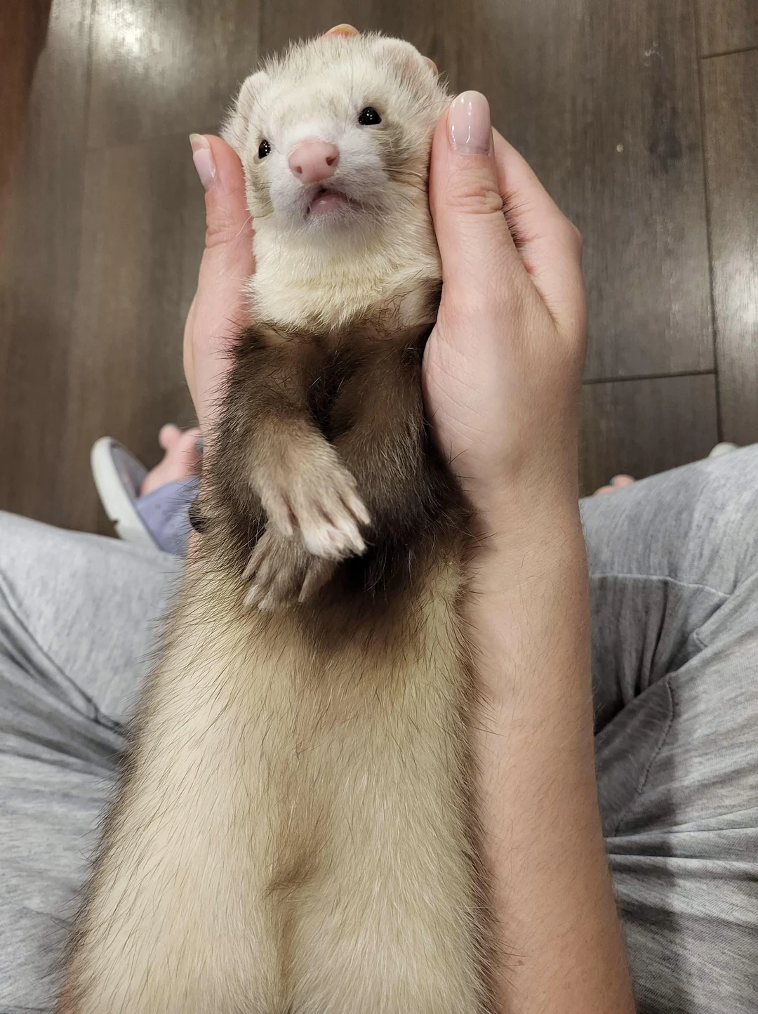 ello hooman | Scrolller