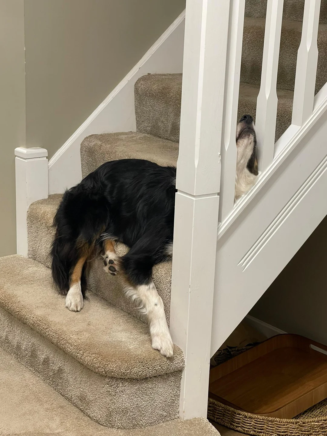 Mr Mac, fast asleep in his spot. BC’s are wonderfully odd! | Scrolller