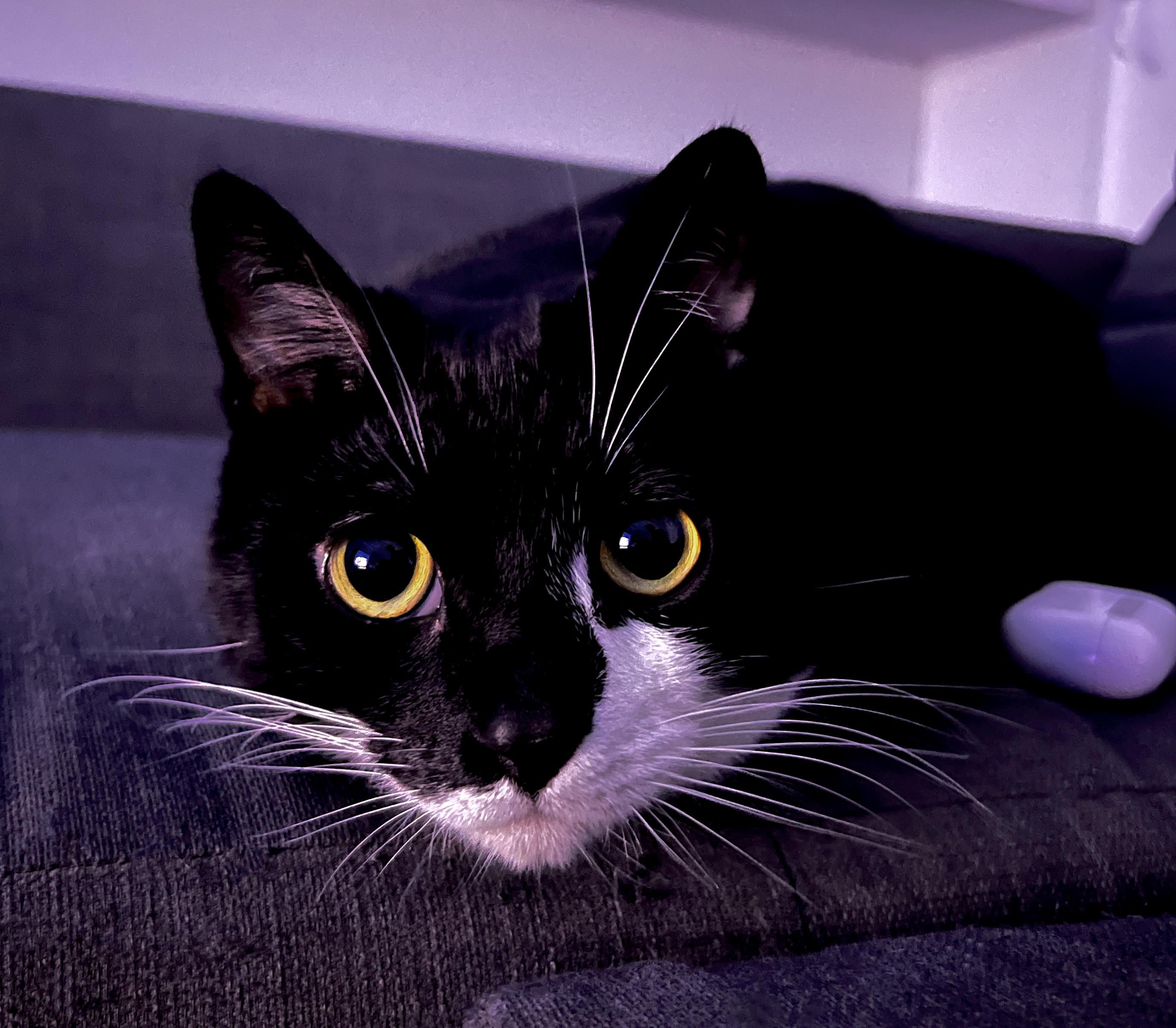 Thoughtful Sheldon | Scrolller