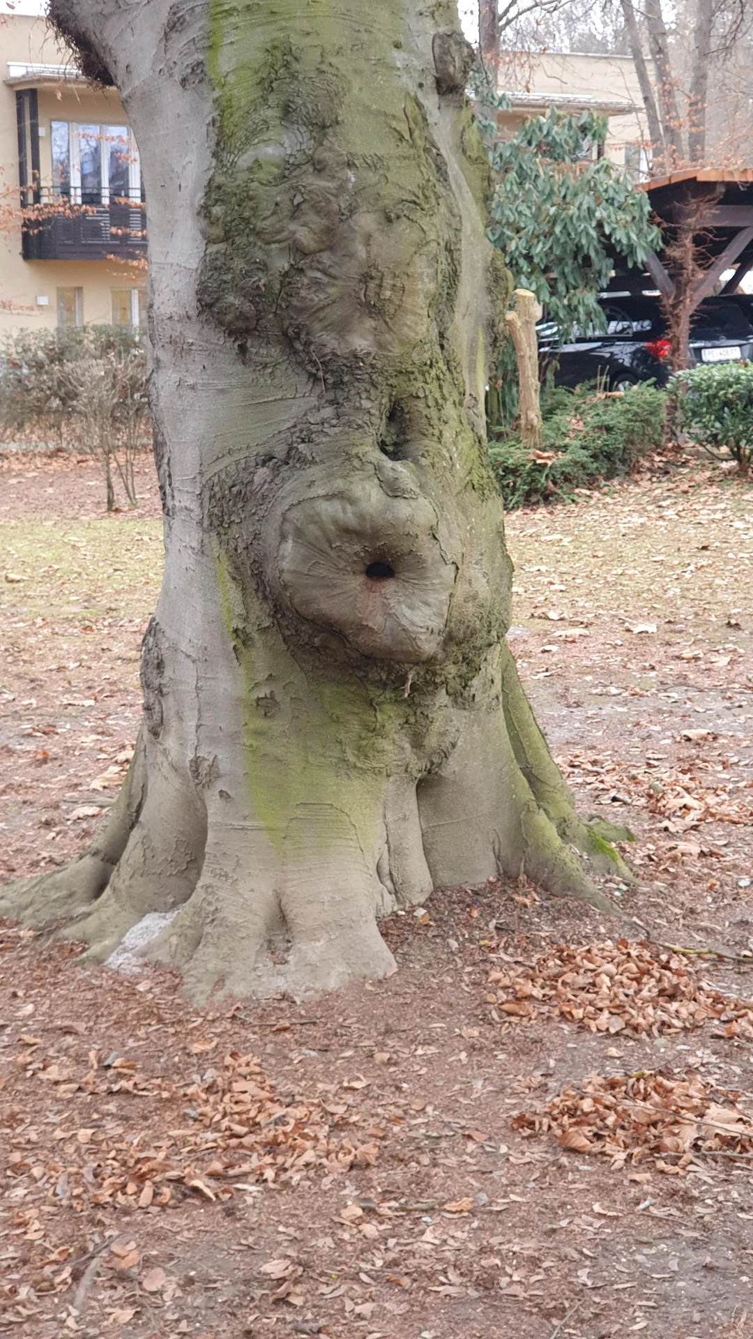 it has the perfect height | Scrolller