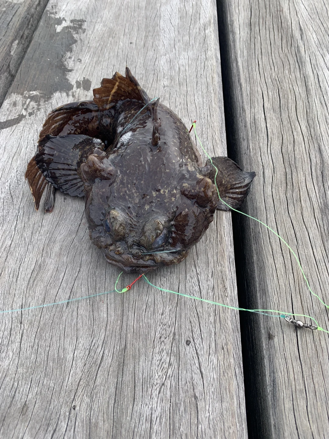 Rare stargazer | Scrolller