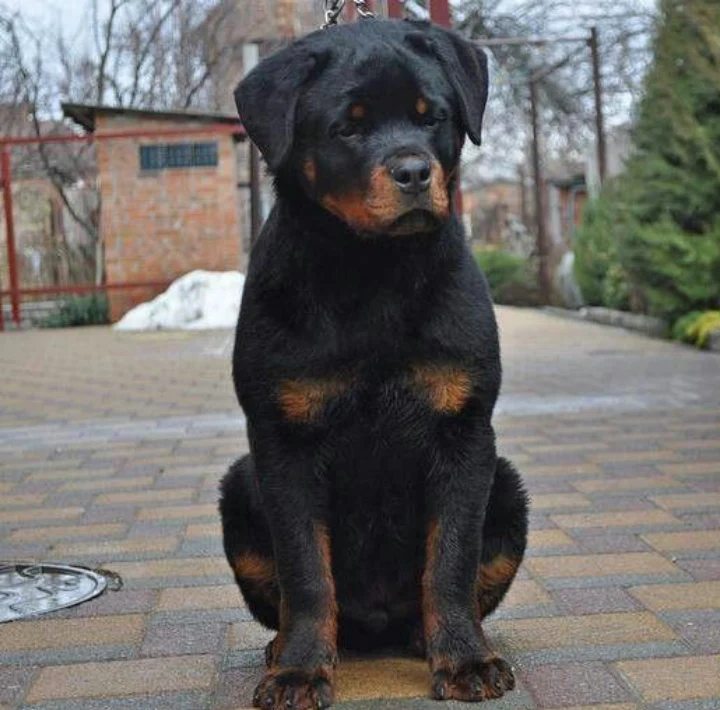 This Cute Rottweiler 🐶 | Scrolller