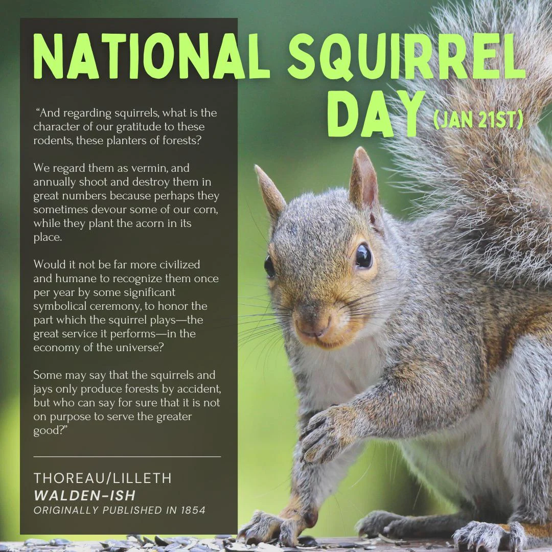 National Squirrel Day is Jan 21st! | Scrolller