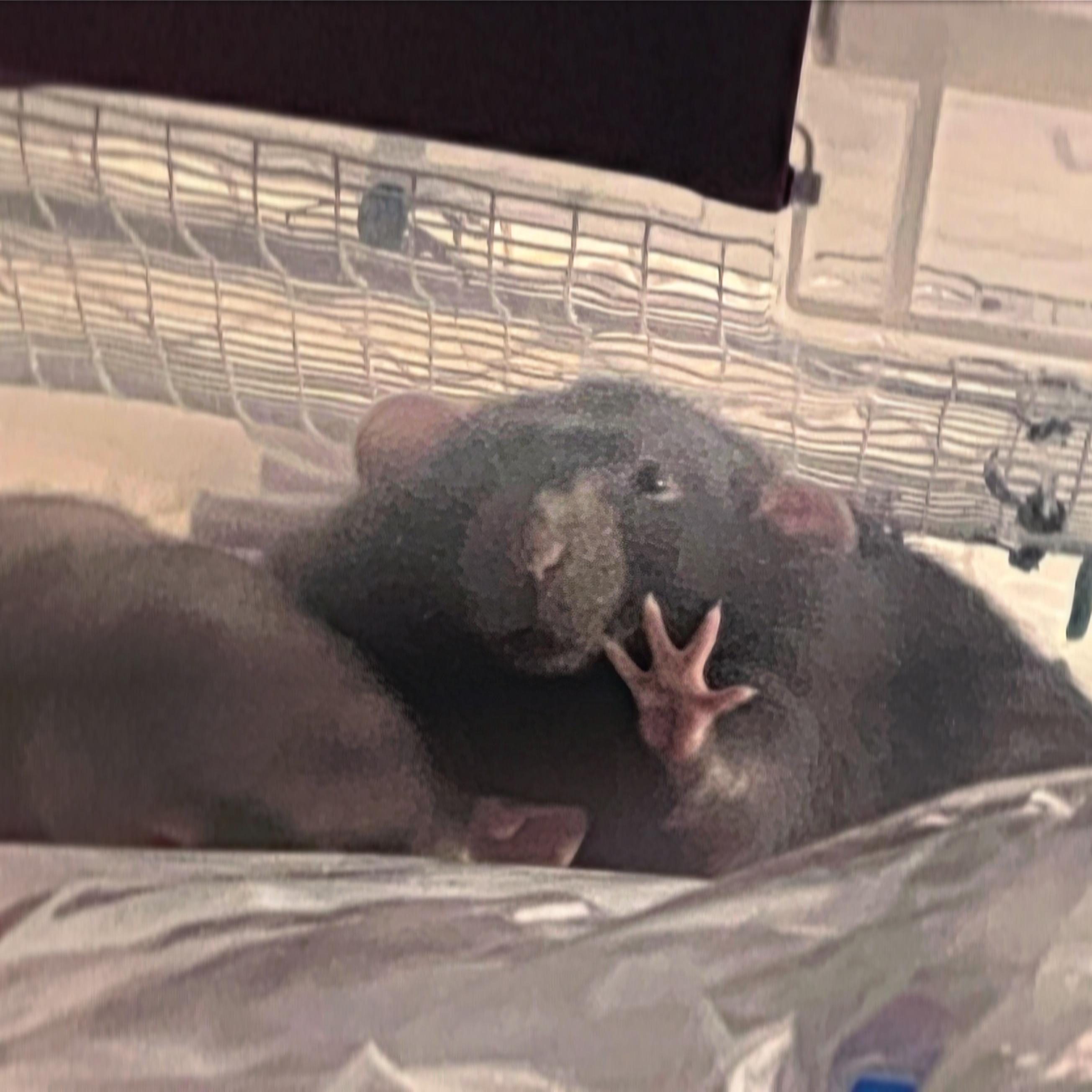 Discover more like RATS: The OG Stalker 👀 🐀 and Related Content | Scrolller