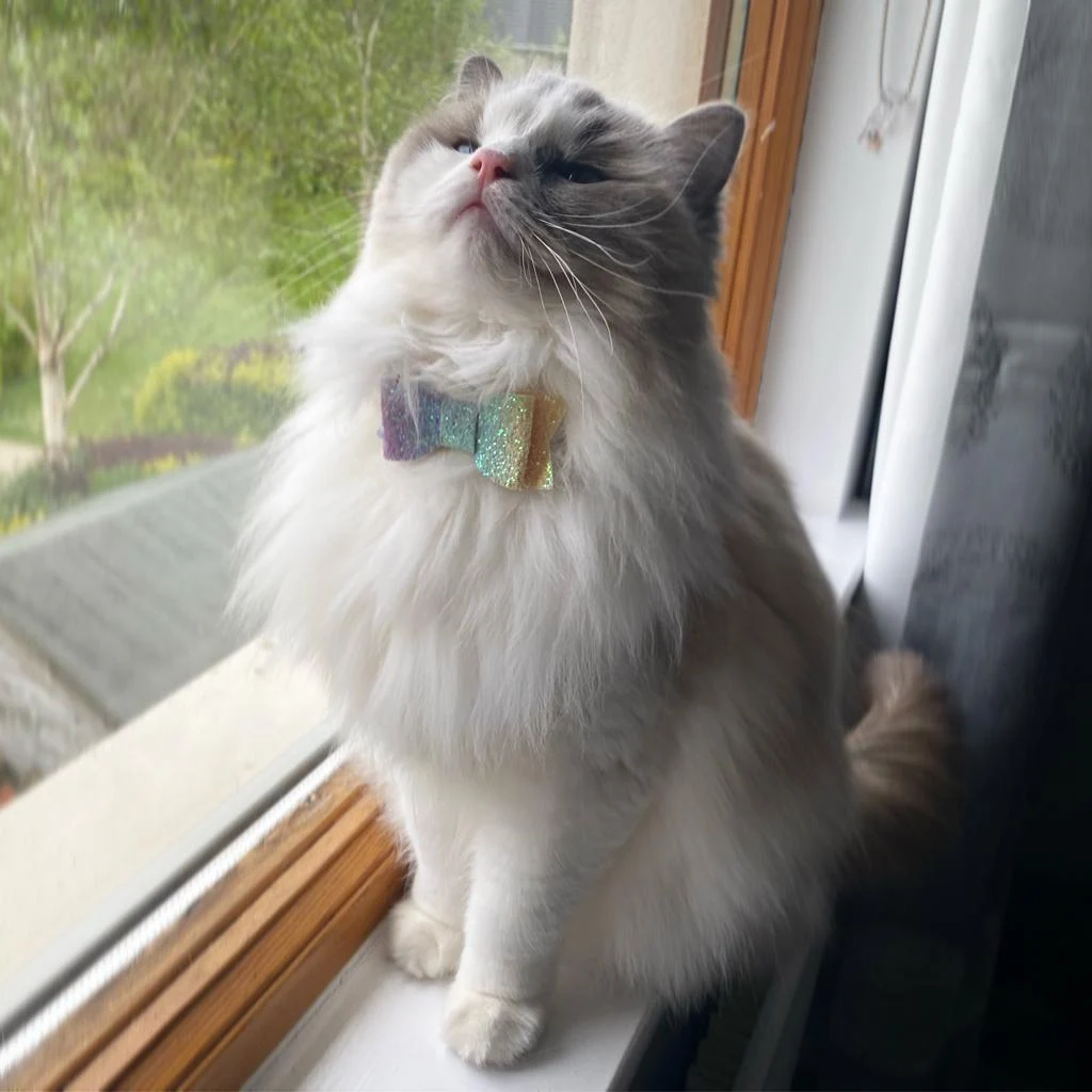 Alma - Queen Floof | Scrolller