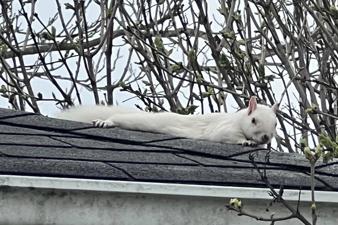 Albino squirrel | Scrolller