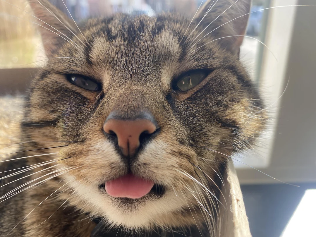 Blep!! | Scrolller