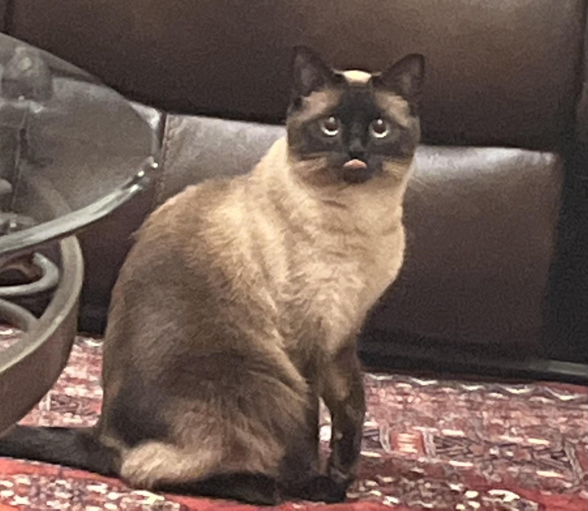 A blurry Siamese blep. | Scrolller