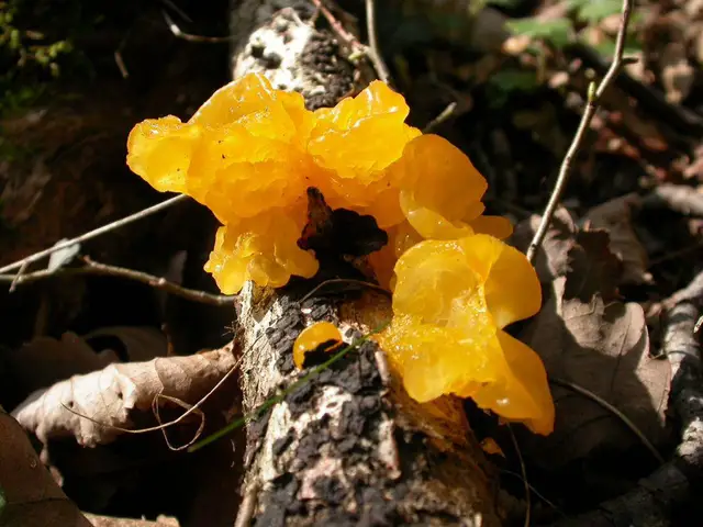 Witches' butter | Scrolller