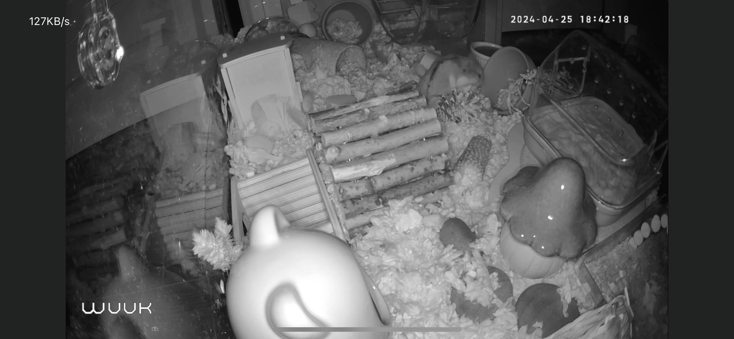 Ham Cams installed! | Scrolller