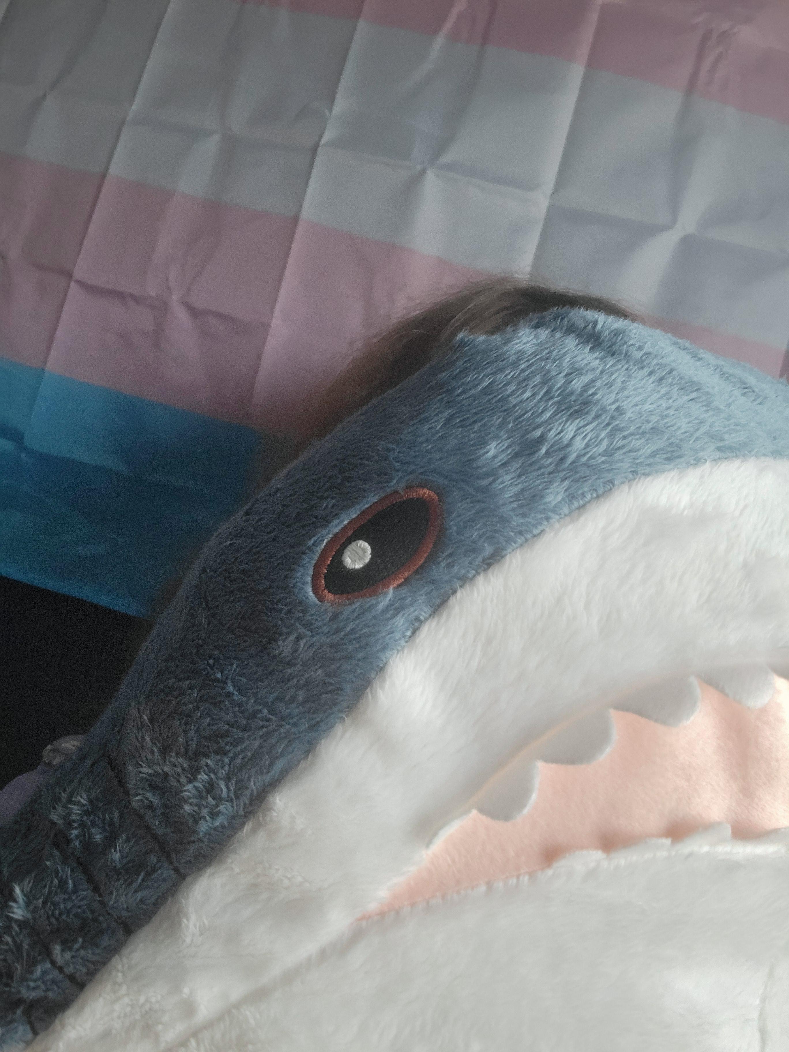 Finally, Shark | Scrolller