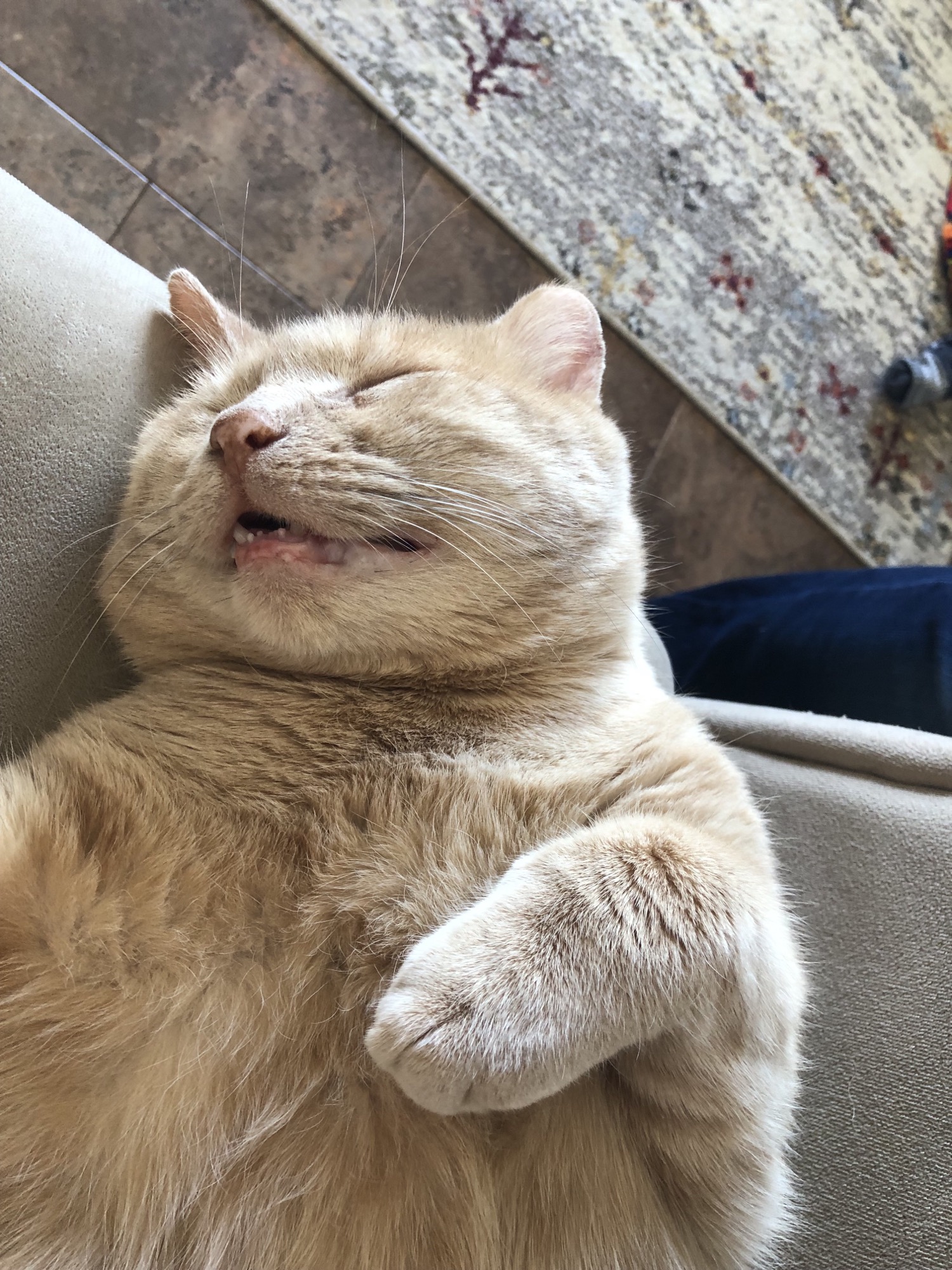 George was a stray who let himself in through the dog door one day. He is a fantastic napper ...