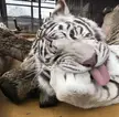 White Tiger Blep | Scrolller