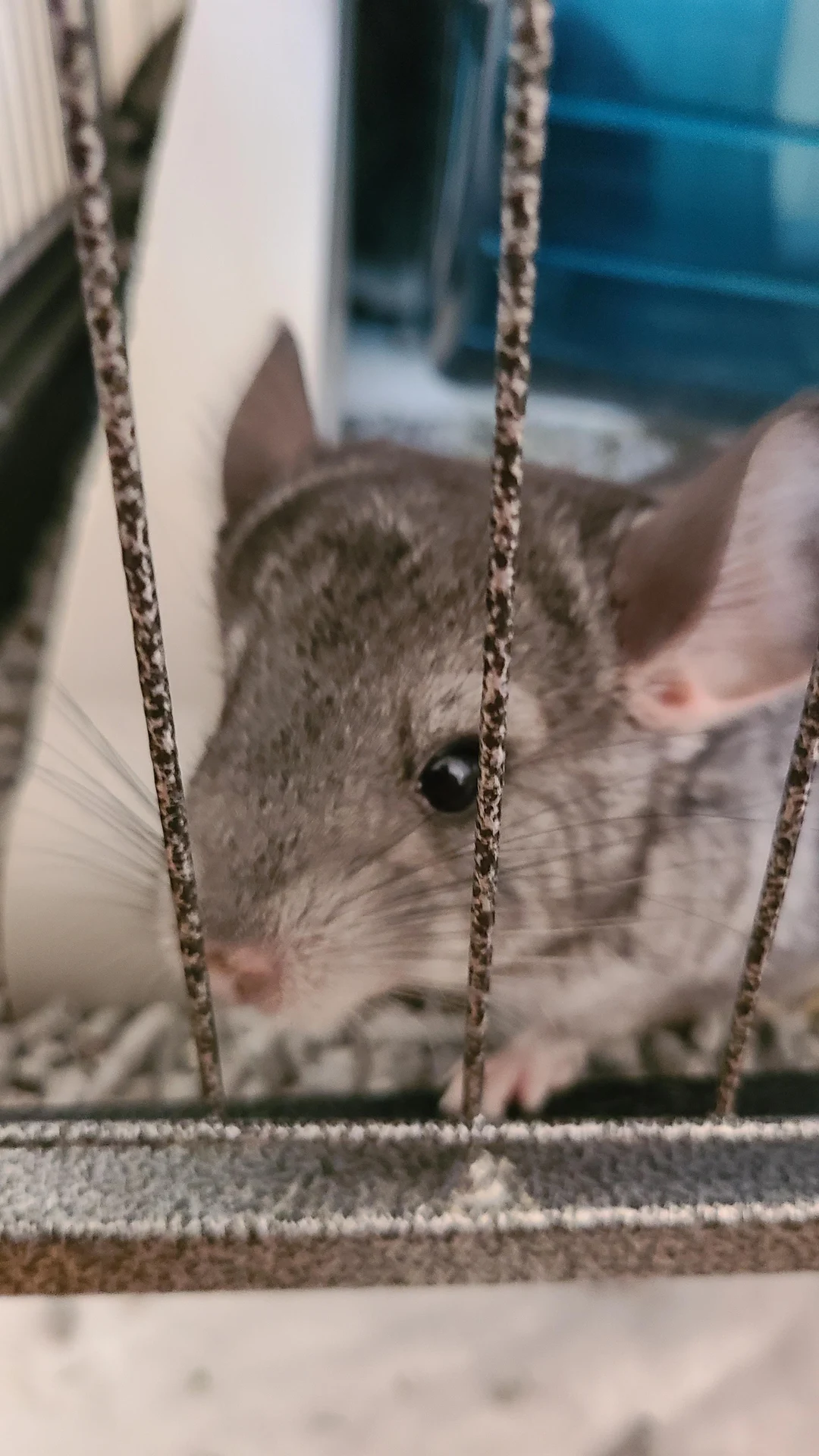 Almost 6 weeks old Harry close up | Scrolller