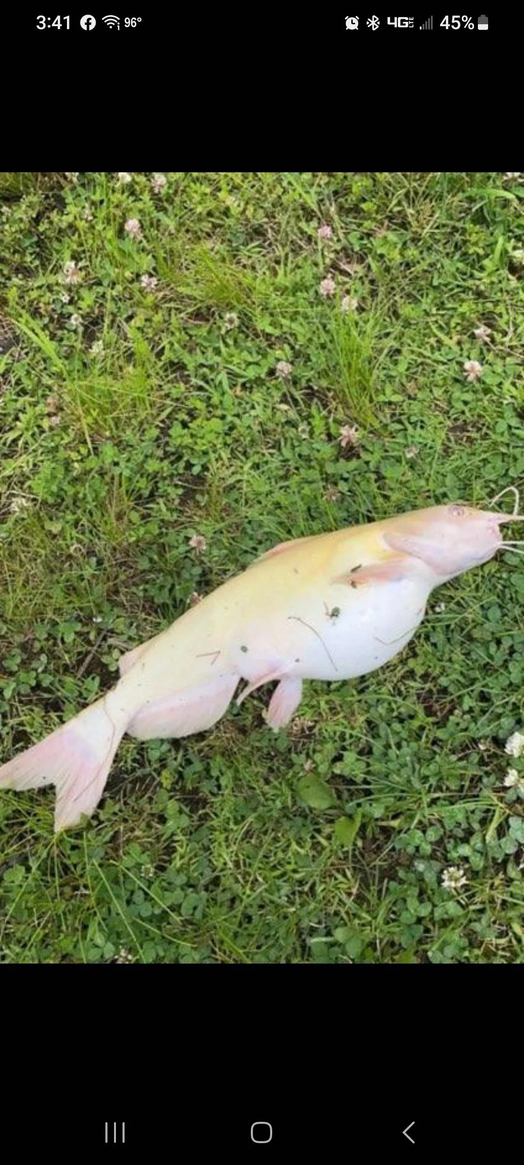 Albino catfish | Scrolller